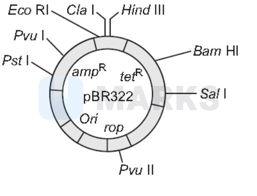 The figure below is the diagrammatic representation of the E . coli ...